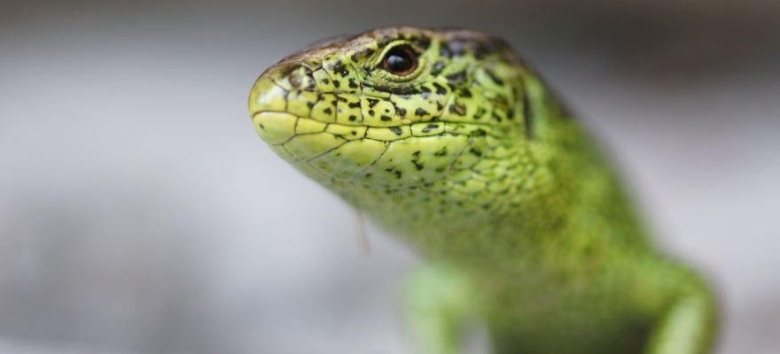 Lehrstuhl für Biogeografie